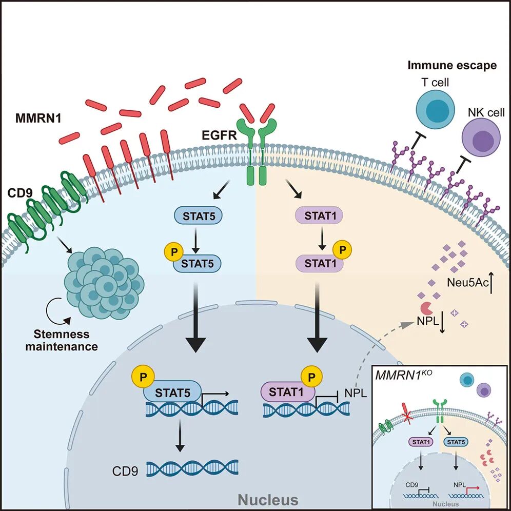 Cell Stem Cell：侯宇/张曦/文钦/王利合作揭示白血病免疫逃逸新机制，提出治疗新靶点_CPHI制药在线移动官网